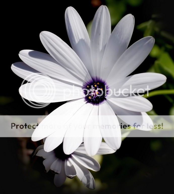 White Daisies enjoying - PentaxForums.com